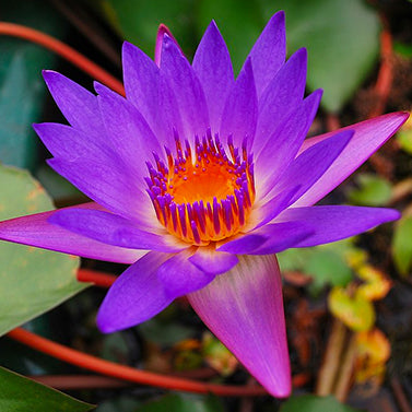 Natural Hair and Skin Care Products | Unique Spirit – My Unique Spirit