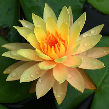 Natural Hair and Skin Care Products | Unique Spirit – My Unique Spirit